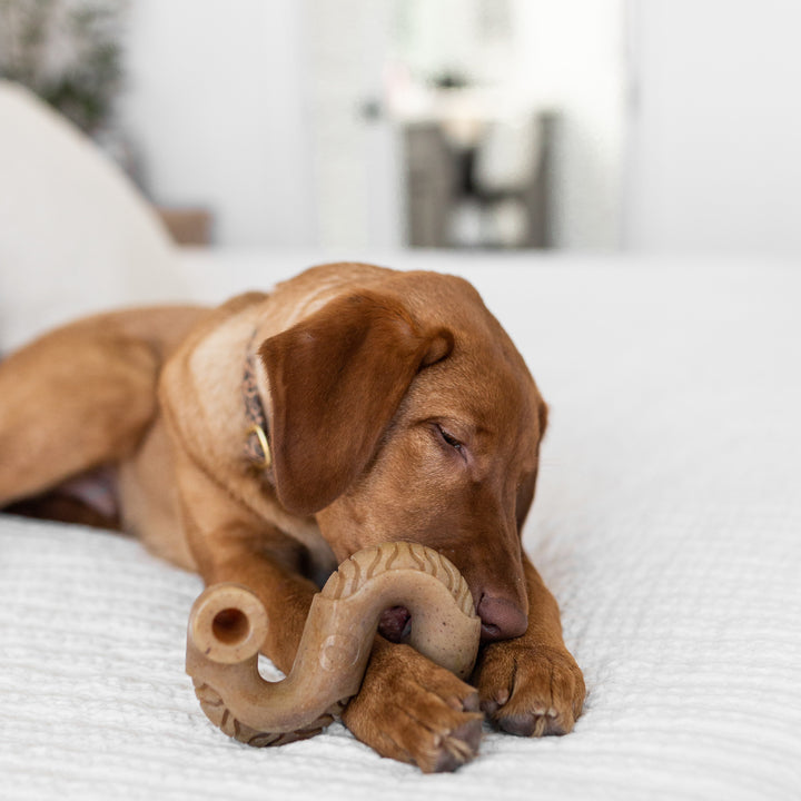 Benebone Tripe Bone Durable Dog Chew Toy - Sandpoint, ID - ShakaPaw Pet ...